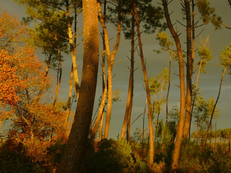 Nature et paysages des Landes